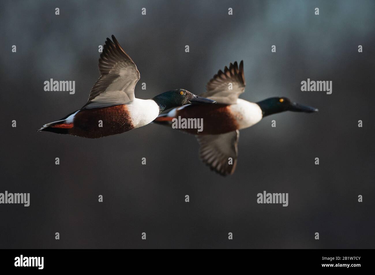 Shoveler flying hi-res stock photography and images - Alamy