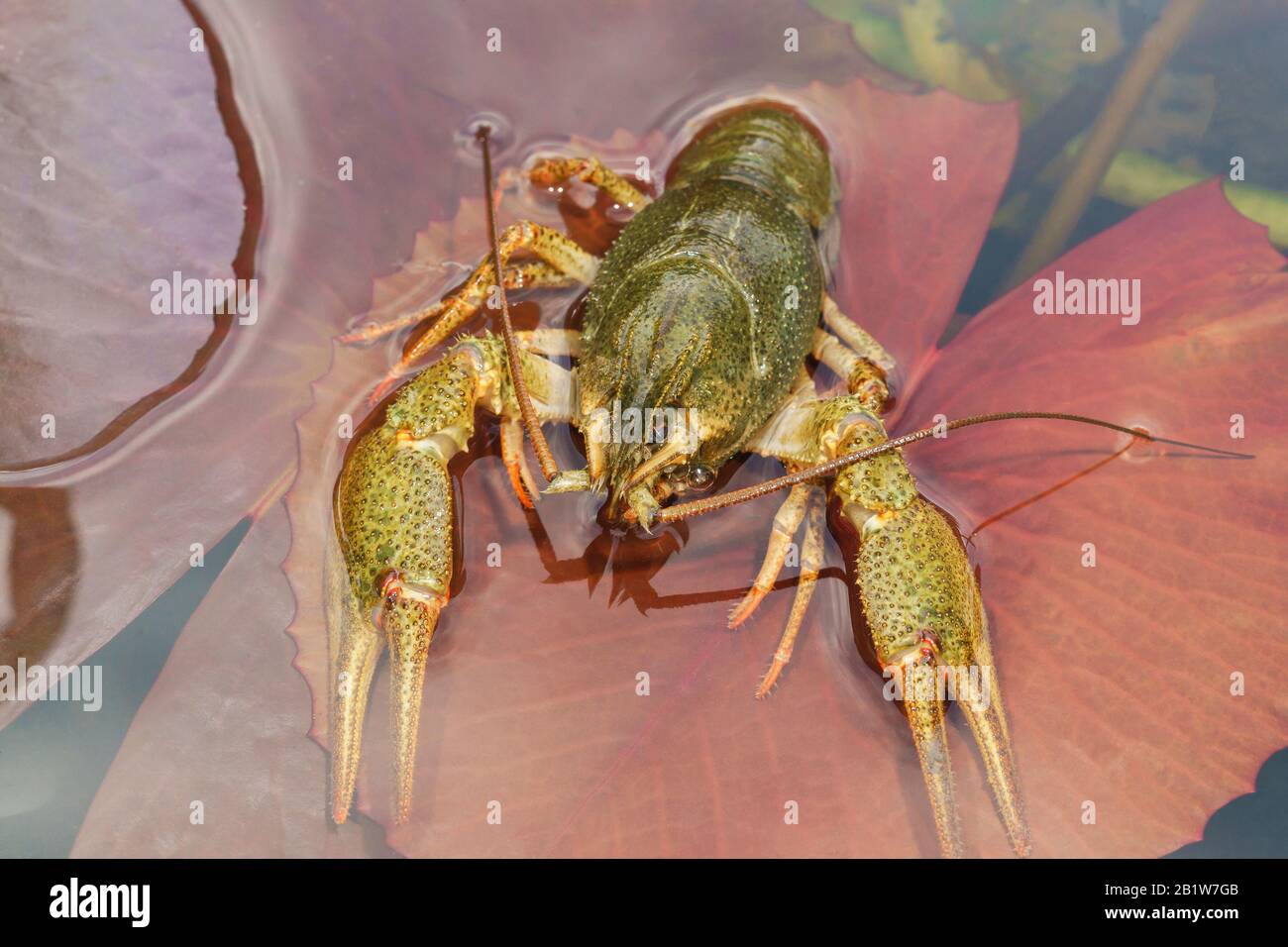 Shirokopalyj crayfish (lat. Astacus astacus) is a species of decapod ...