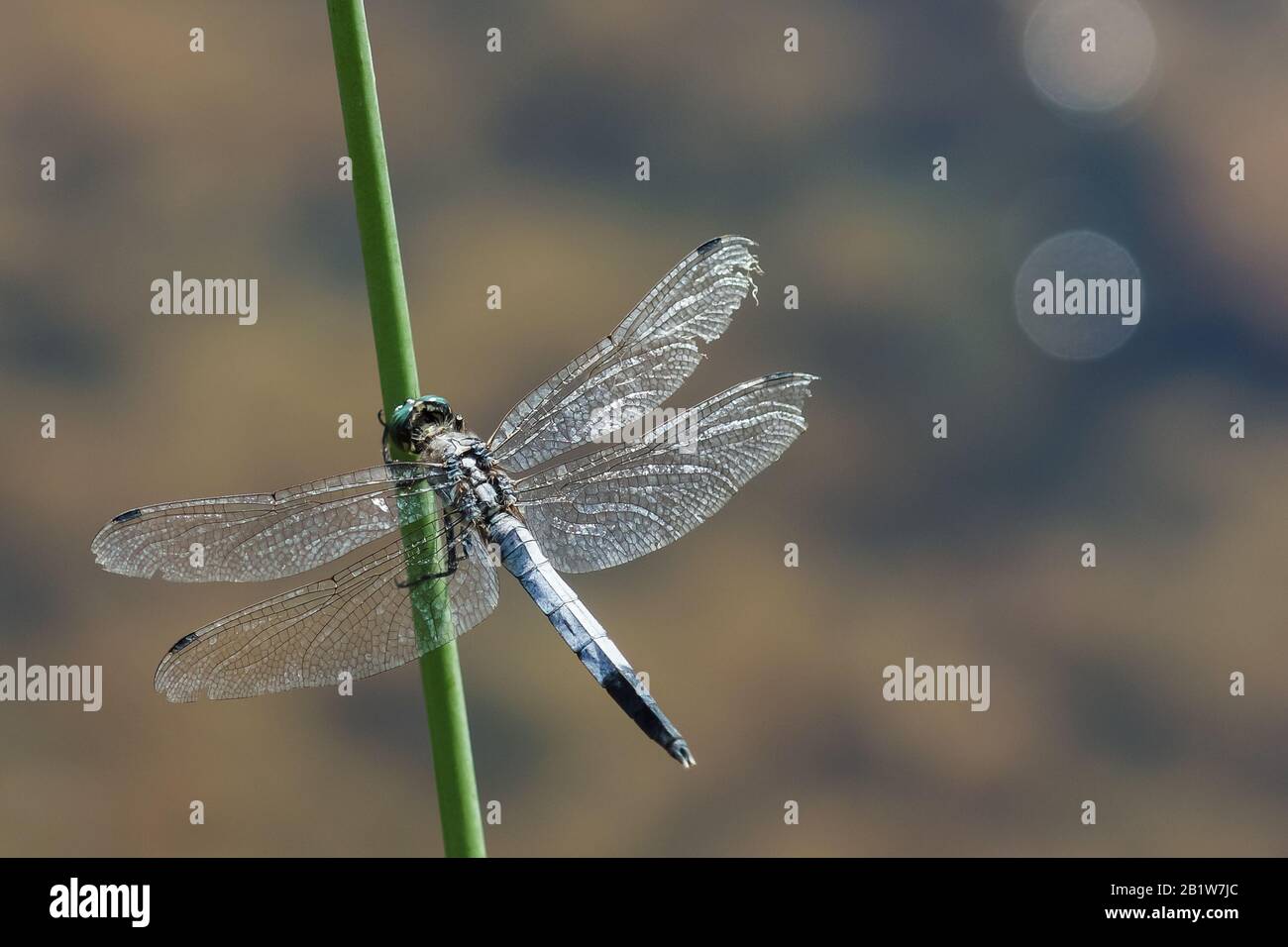 Real life dragon hi-res stock photography and images - Alamy