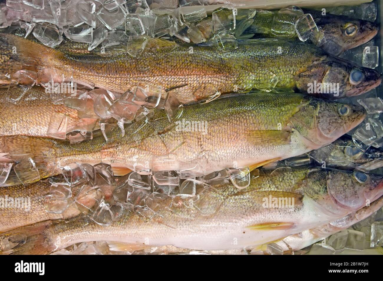 Commercial food fish hi-res stock photography and images - Alamy