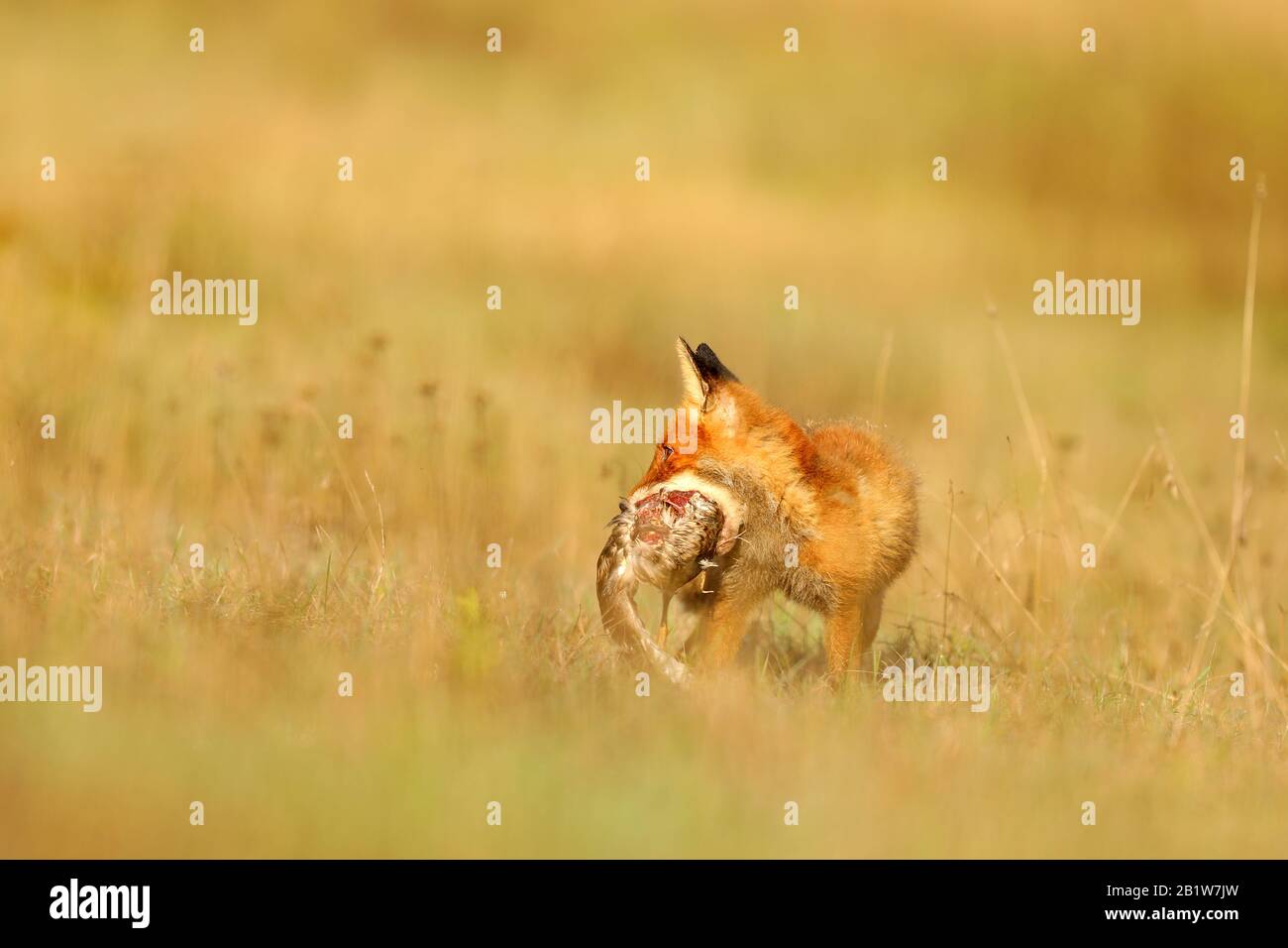 Red Fox after hunting, Vulpes vulpes, wildlife scene from Czech ...