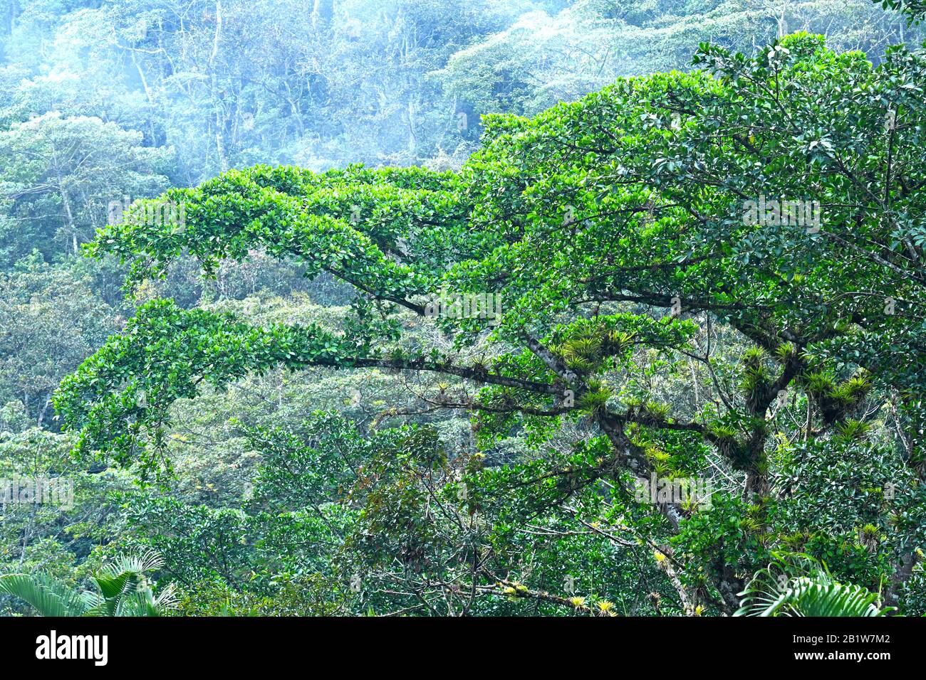 Cloud Forest in Costa Rica Stock Photo - Alamy