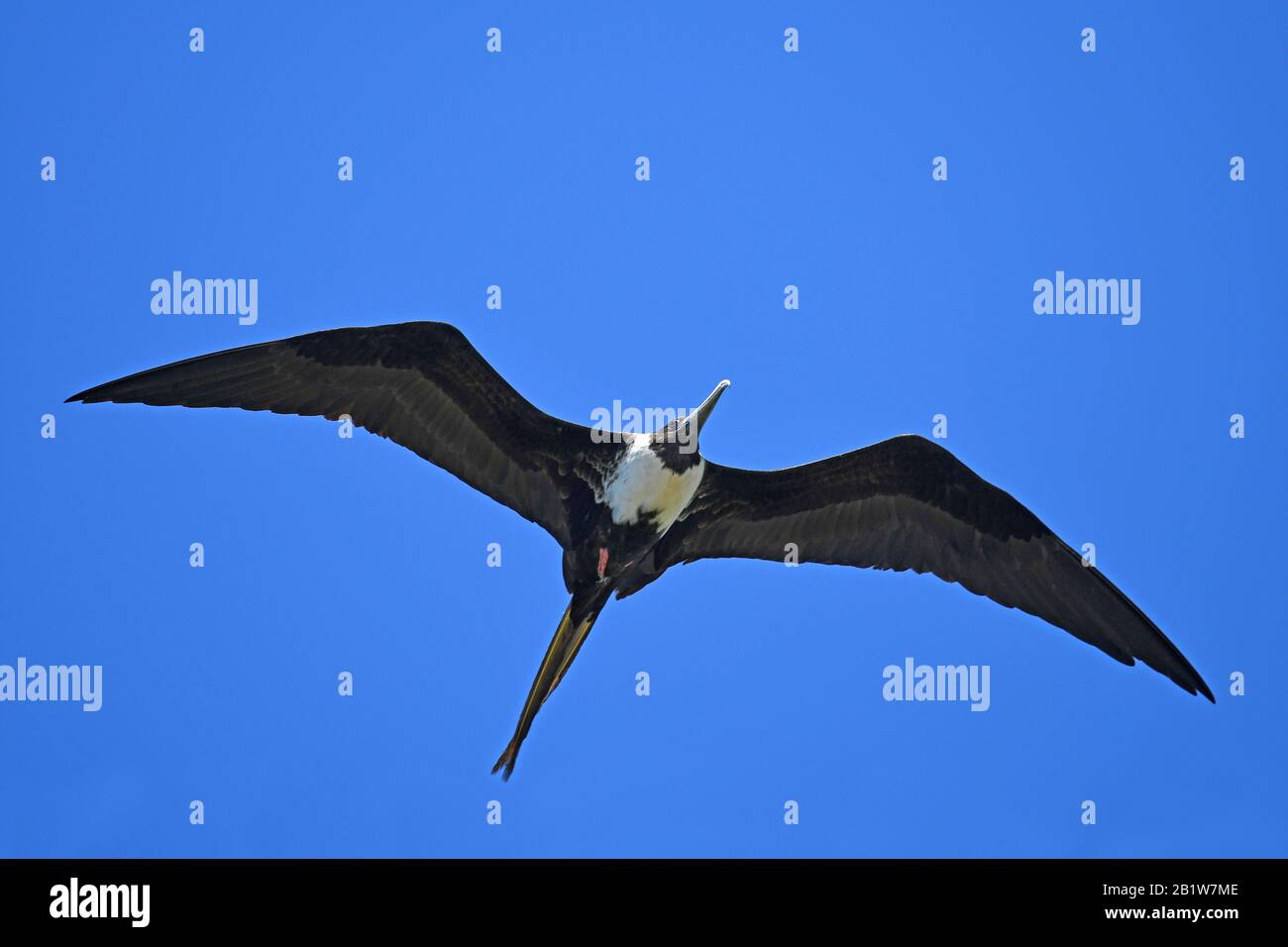 Frigate bird in flight , Costa Rica Stock Photo - Alamy