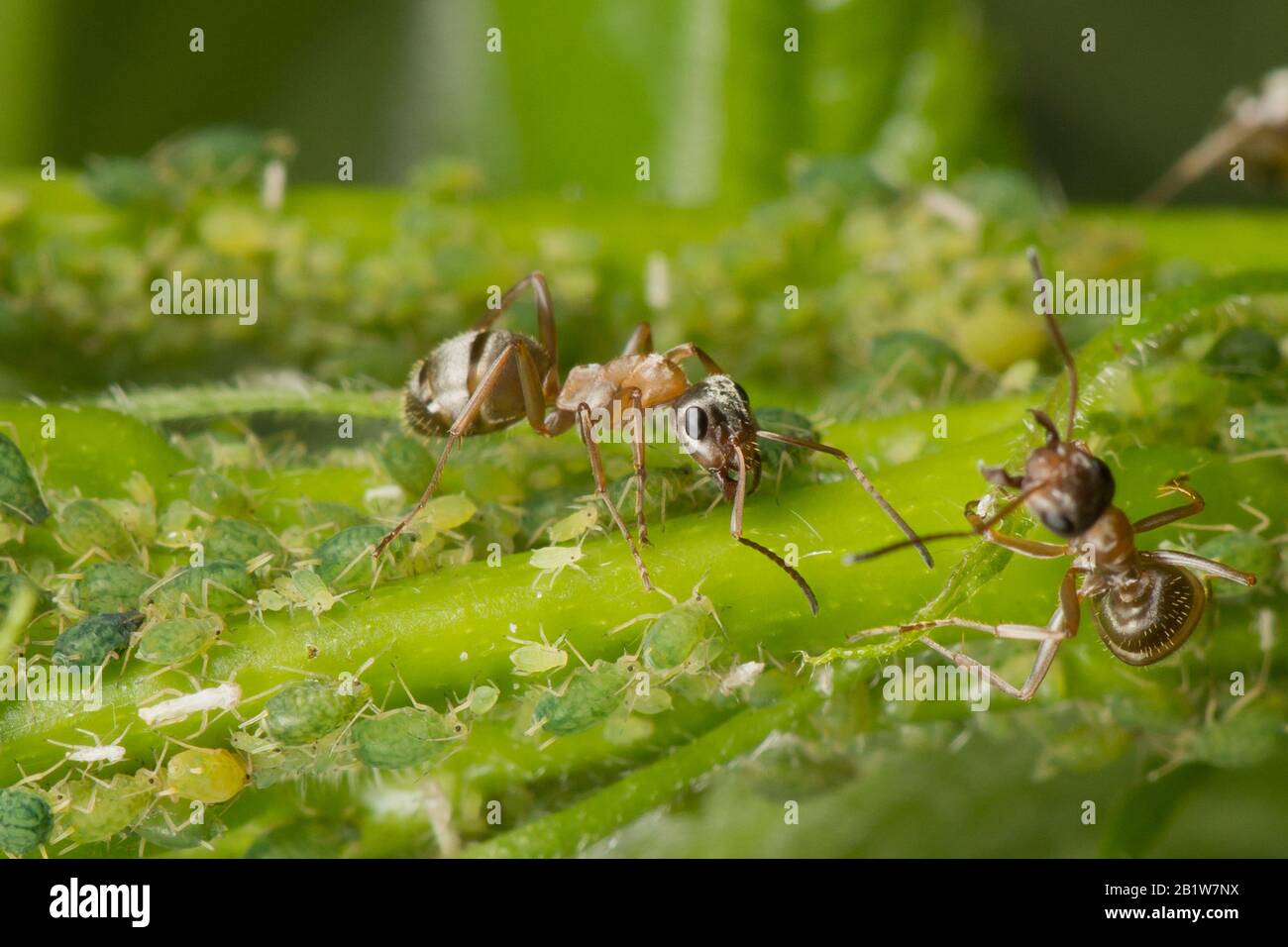 The symbiosis of ants and aphids. Ant tending his flock. Macro Stock ...
