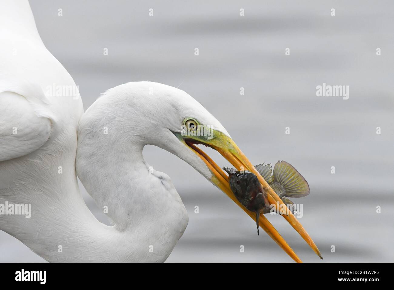 Great egret hunt fish Stock Photo - Alamy