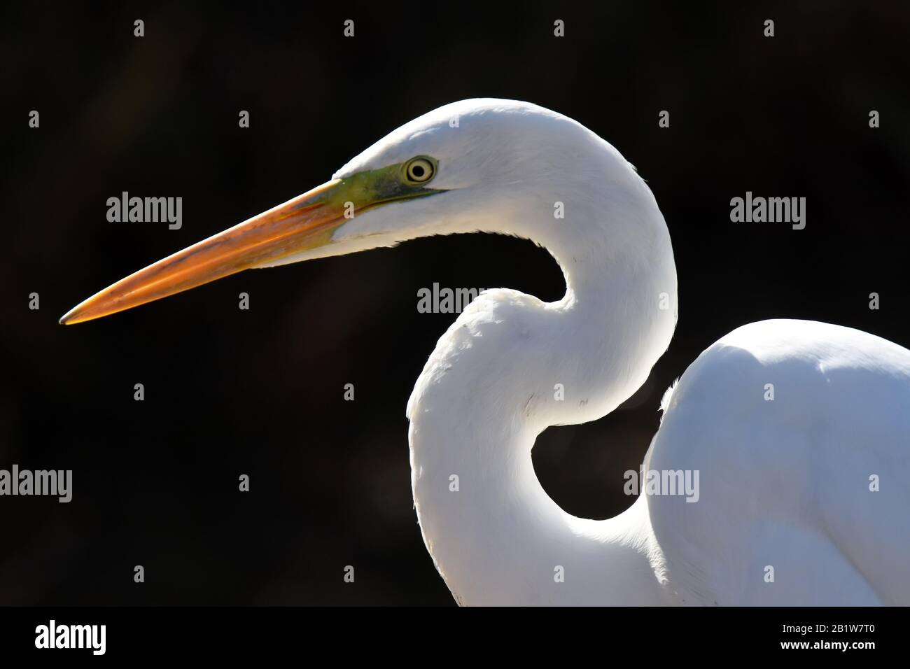 Great egret portrait Stock Photo - Alamy