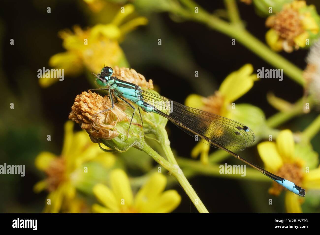 Dragonfly arrow hi-res stock photography and images - Alamy