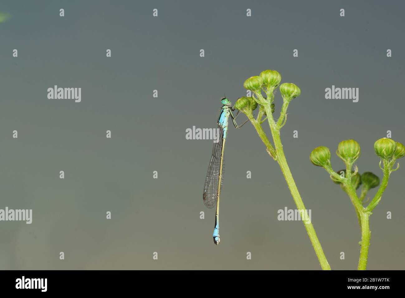 Dragonfly family (lat. Coenagrionidae) on the green grass. Macro Stock ...
