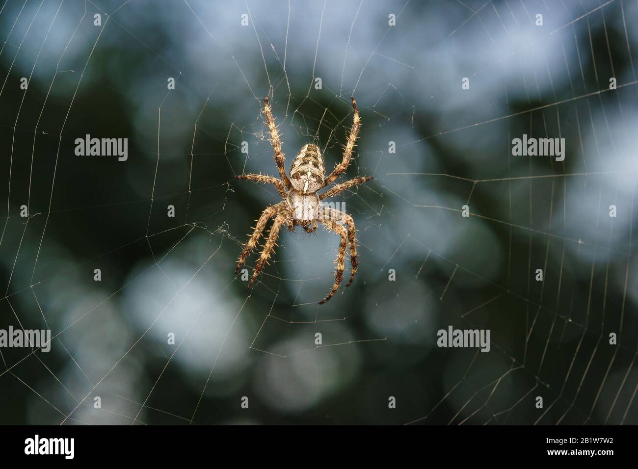 Spider garden-spider (lat. Araneus) is a genus of araneomorph spiders ...