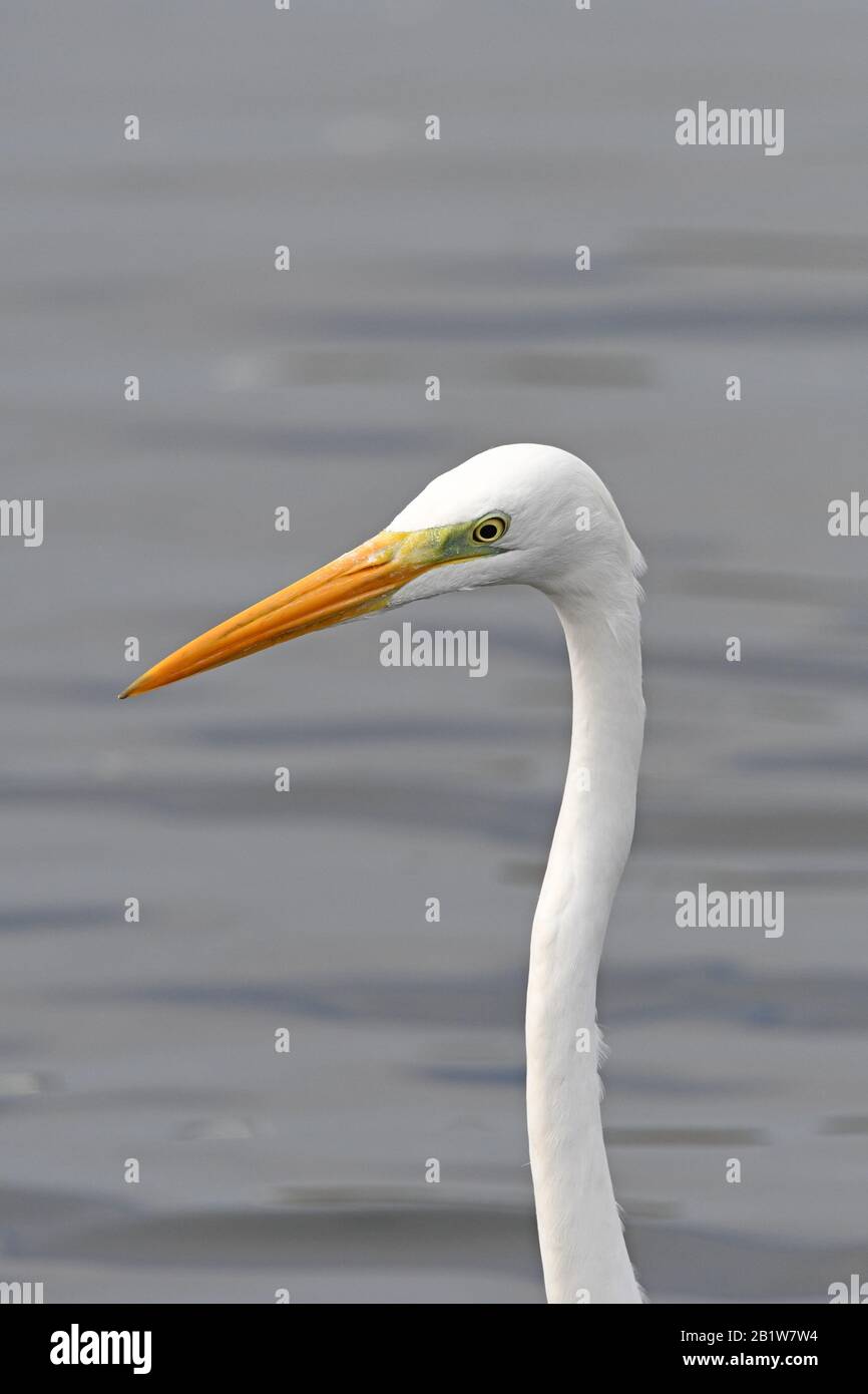 Great egret portrait Stock Photo - Alamy