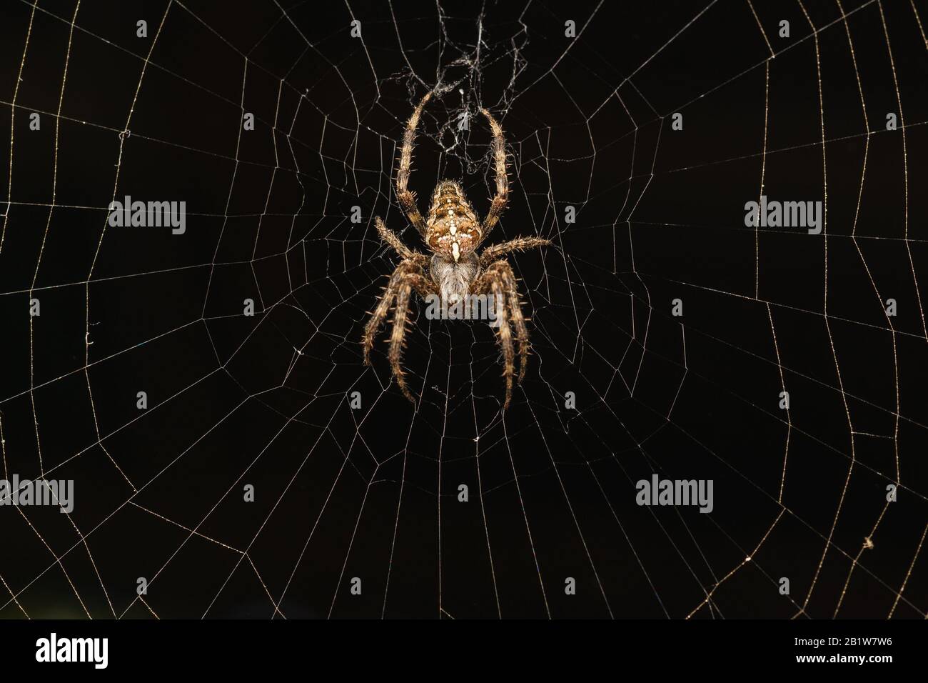 Spider garden-spider (lat. Araneus) kind araneomorph spiders of the ...