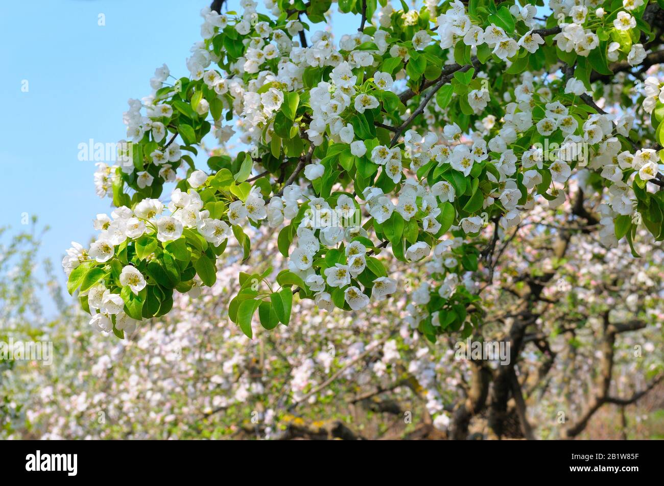 Flowering branch of pear blooming spring garden. Flowers pears close-up ...