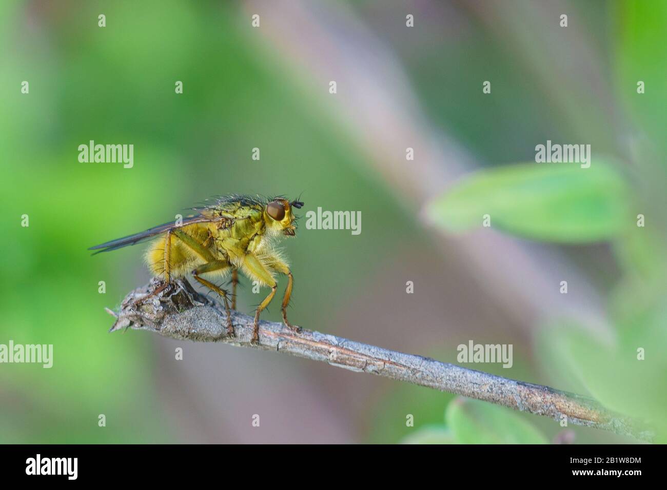 Musca domestica proboscis hi-res stock photography and images - Alamy