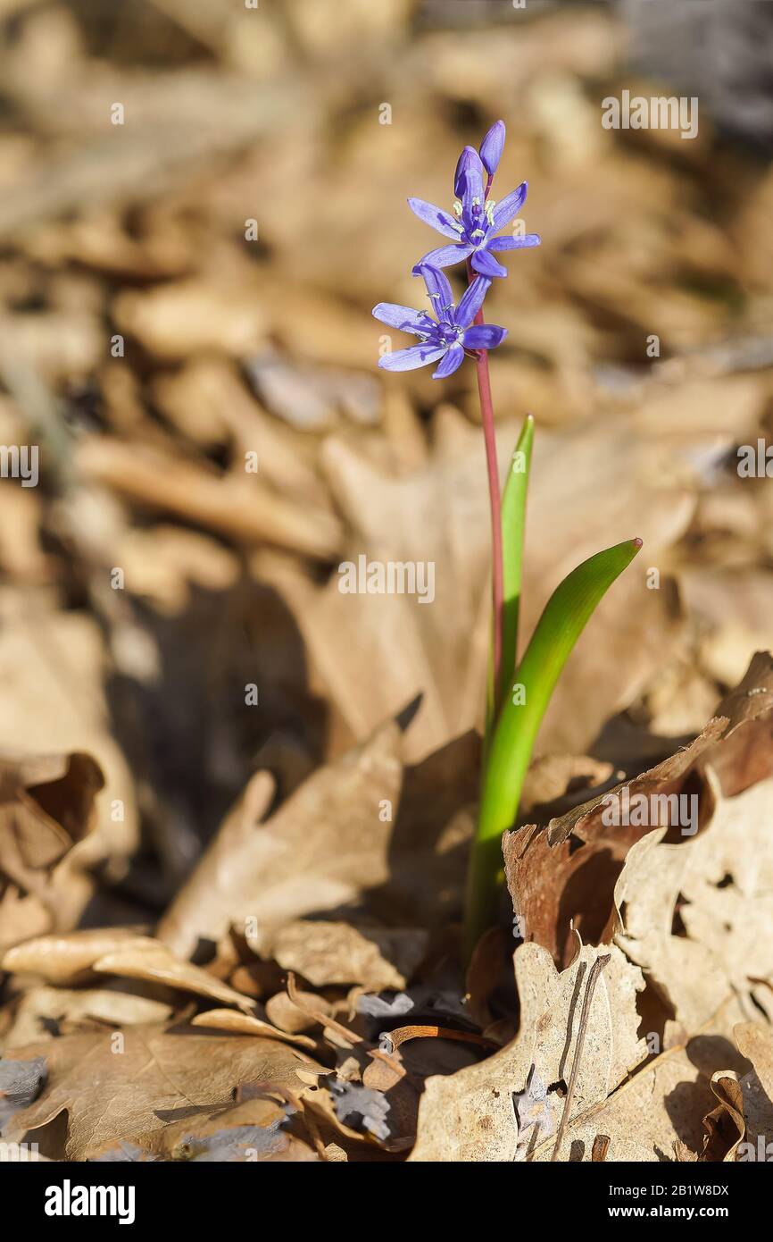 Spring forest blue flower of the Siberian Scilla or Scylla (lat. Scilla ...