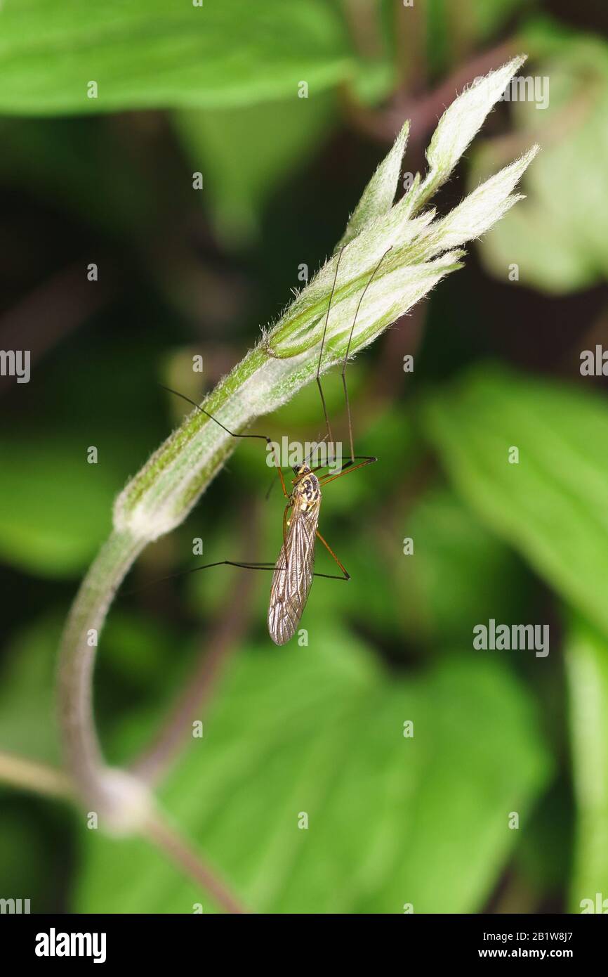 Winged insects hi-res stock photography and images - Alamy