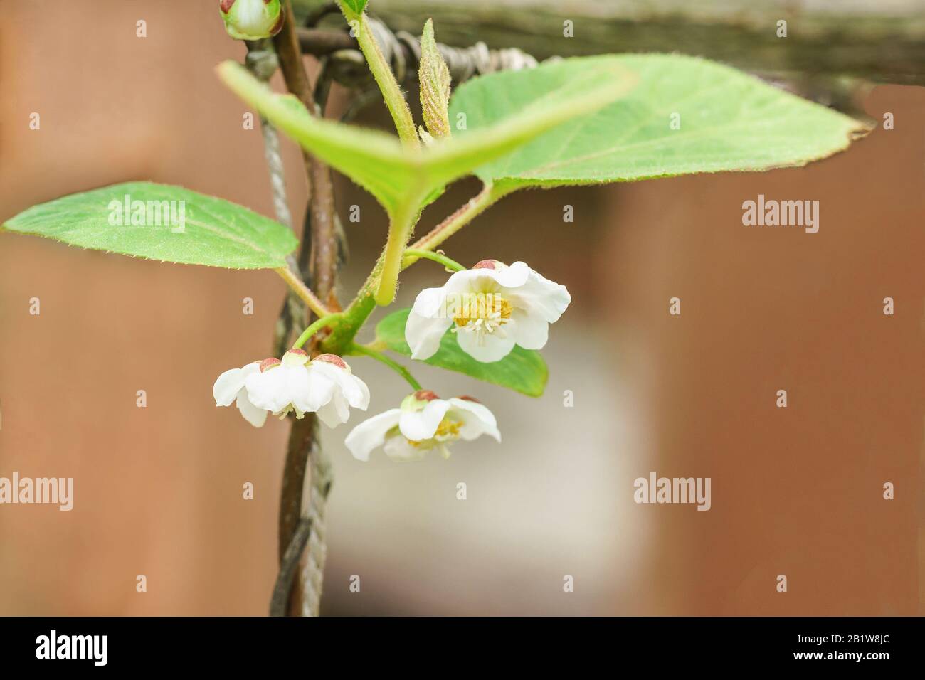 A branch of the Chinese Magnolia vine (lat. Schisandra chinensis ...