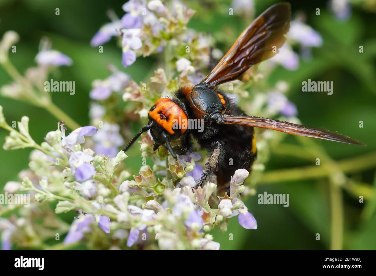Scaly wing insect hi-res stock photography and images - Alamy
