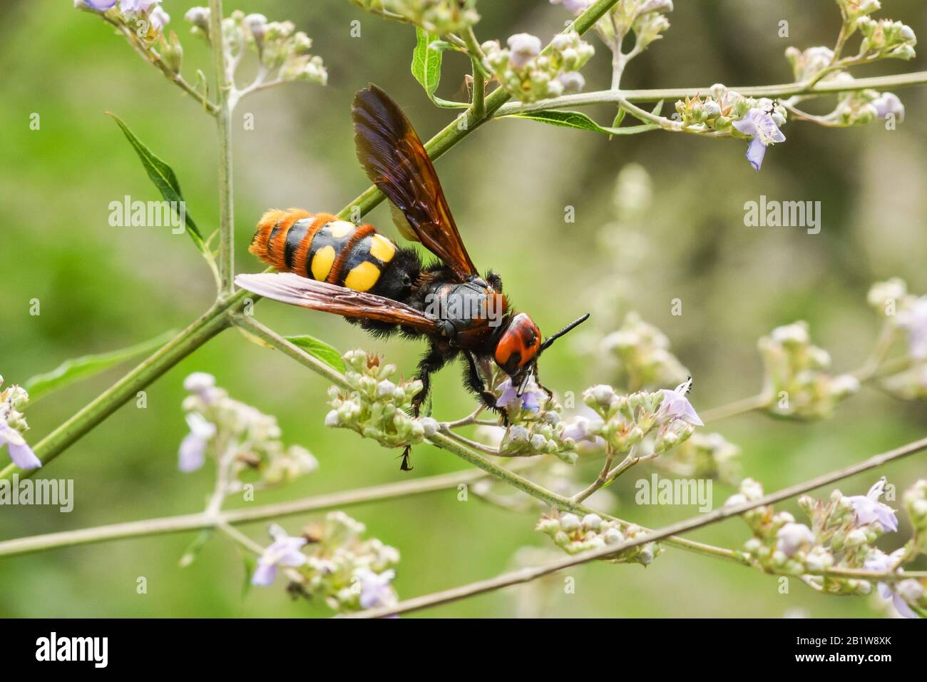 The adult (imago) Scola giant, or a giant, or a spotted (lat ...
