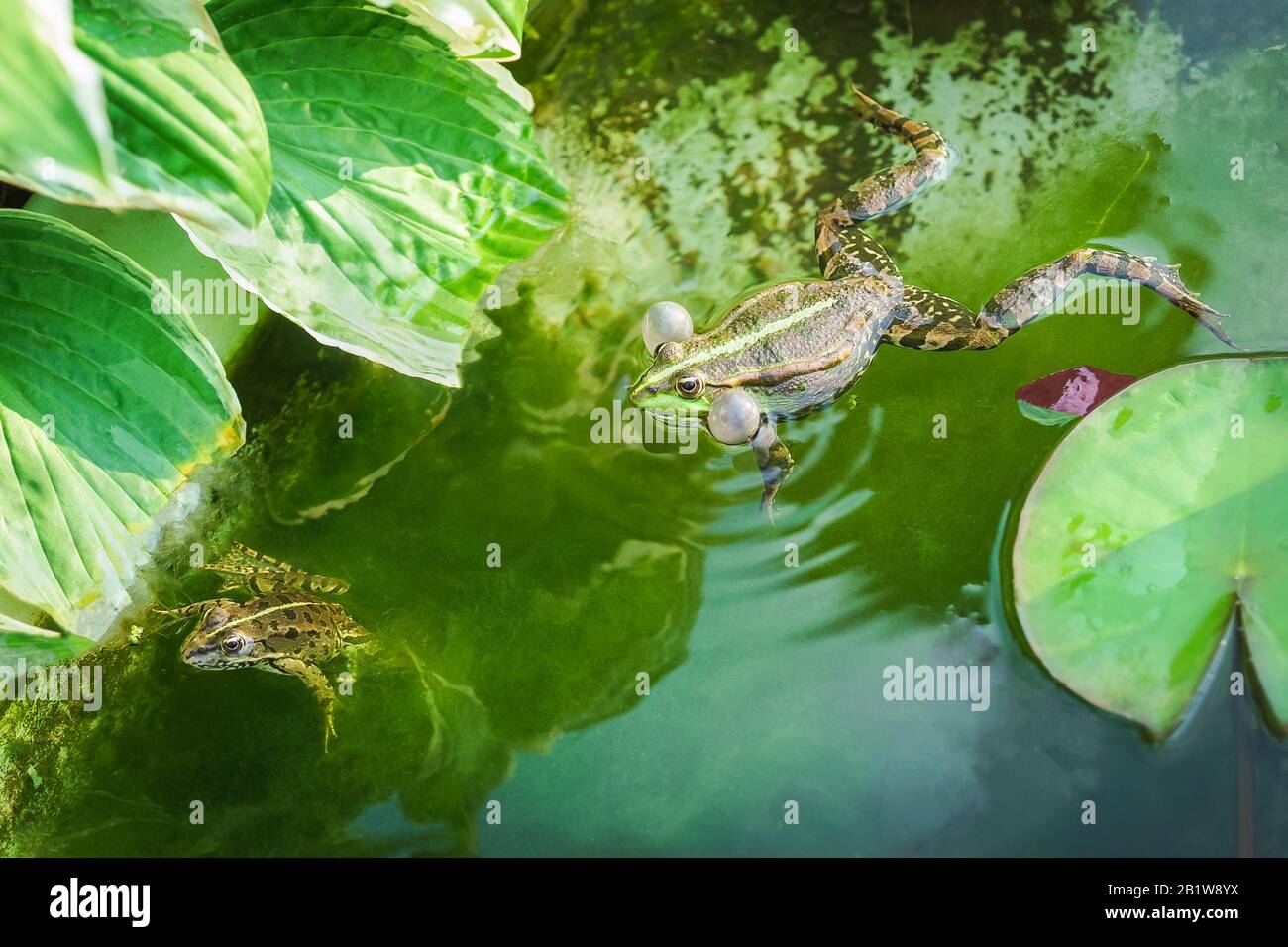 Male and female marsh frog (Pelophylax ridibundus). Communication Stock ...