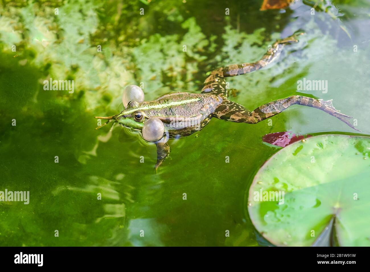 Real frog hi-res stock photography and images - Alamy