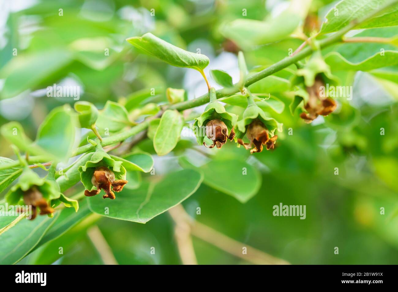 Flowering persimmon (lat. Diospyros) on a tree branch. Spring Stock ...