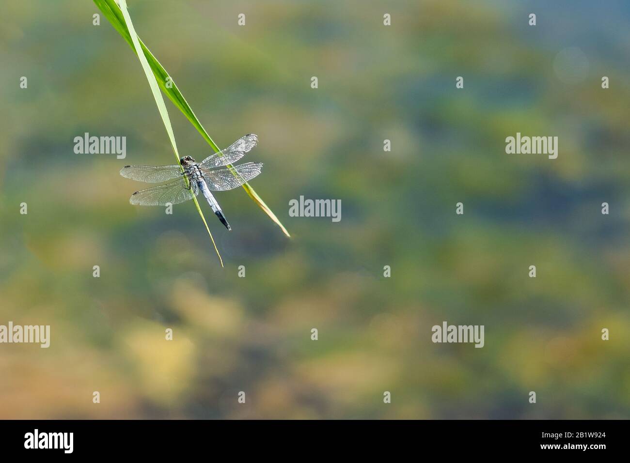 Real life dragon hi-res stock photography and images - Alamy