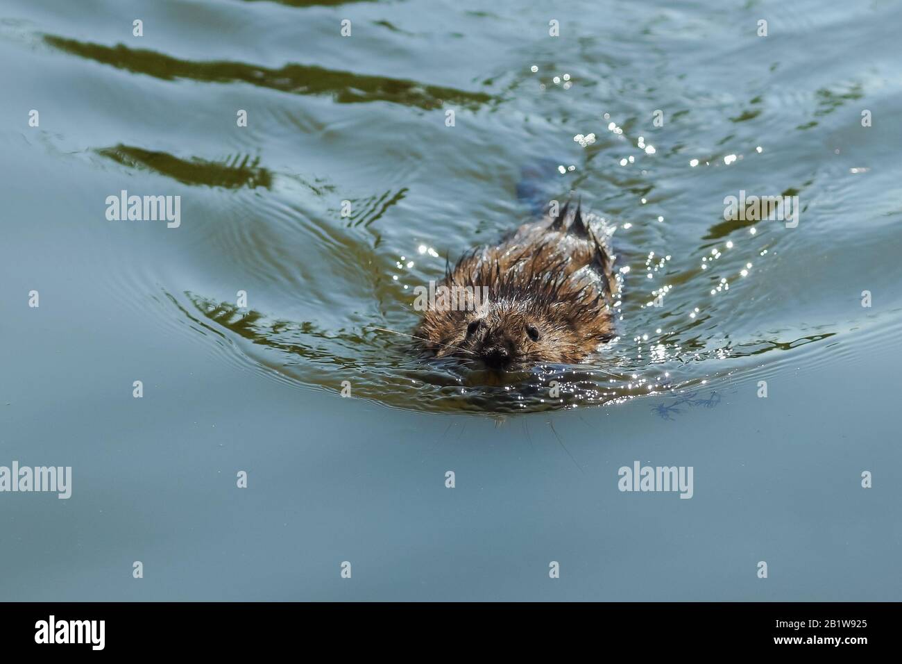 Musquash or musk-rat (lat. Ondatra zibethicus) is a mammal of the ...