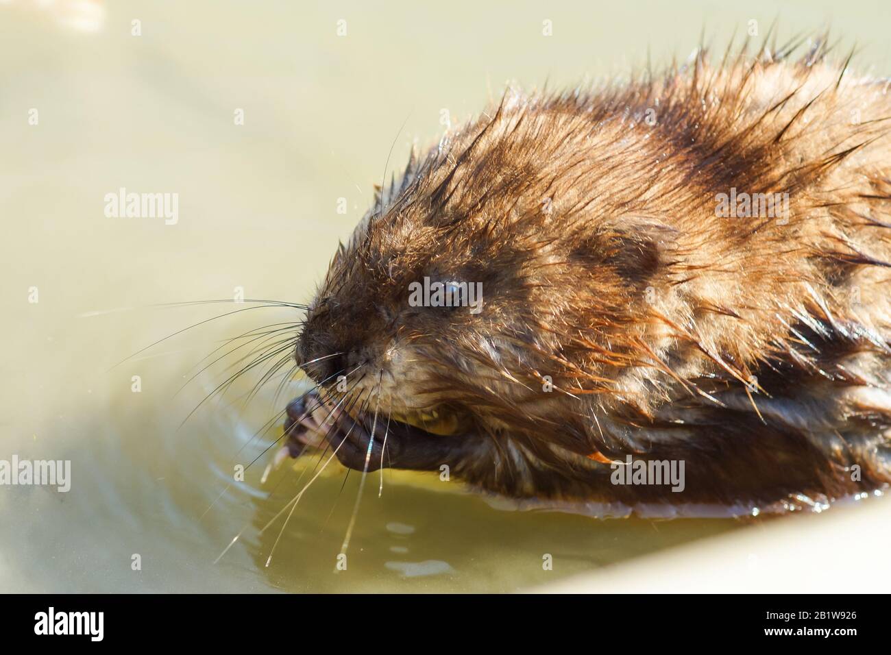 Musquash or musk-rat (lat. Ondatra zibethicus) is a mammal of the ...