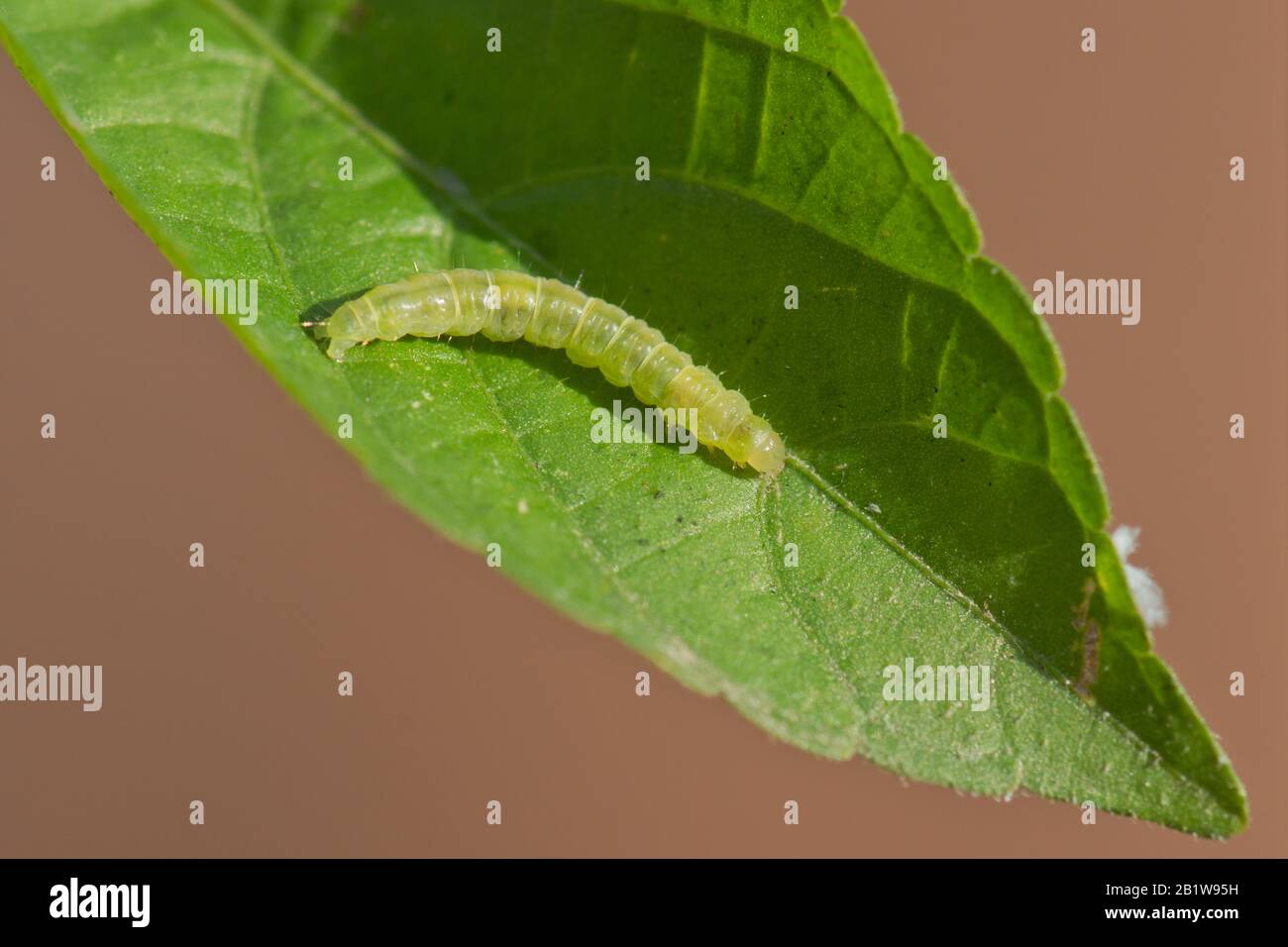 Leafroller caterpillar on a green leaf. Agricultural pest. Macro Stock ...