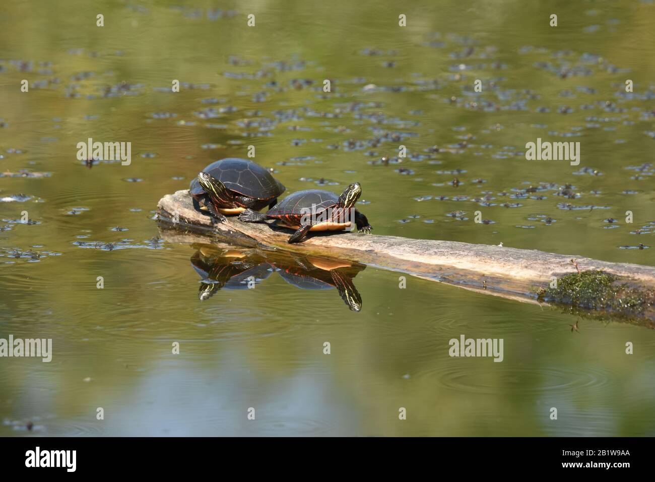 Swamp turtles in Ontario, Canada Stock Photo - Alamy