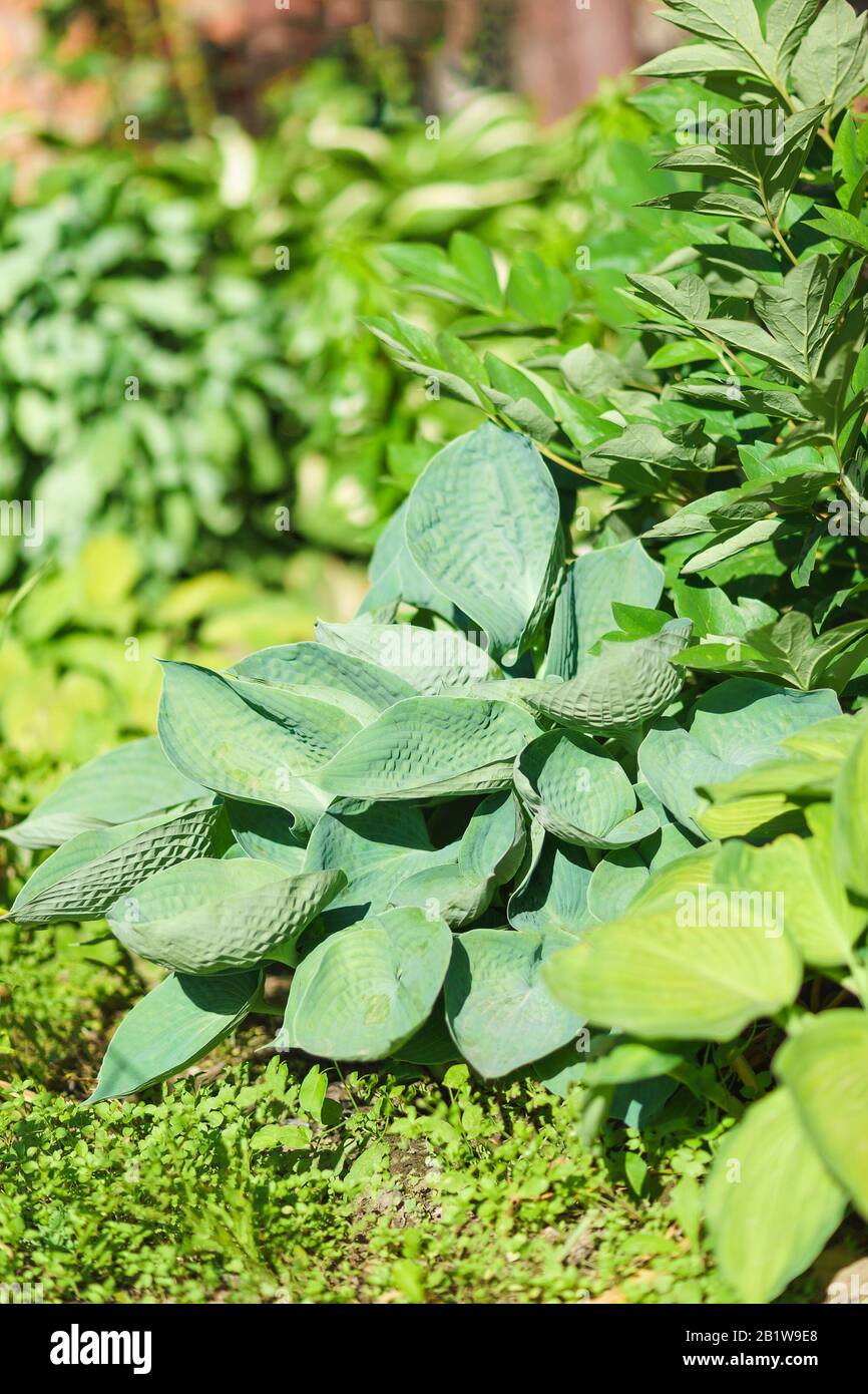 Blue Hosta Siebold (lat. ?osta sieboldiana glauca) varieties of elegans ...