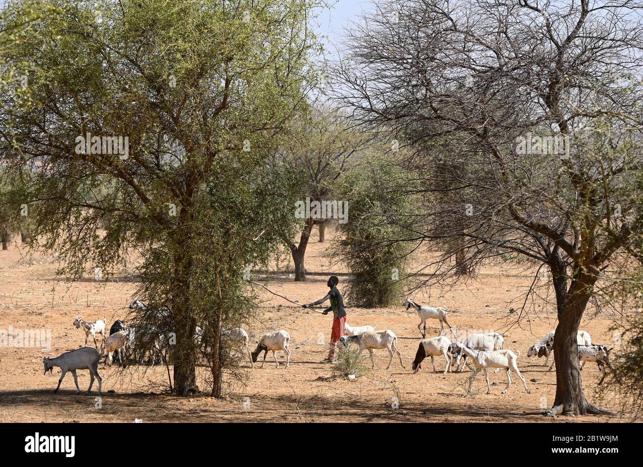 NIGER, village Namaro, tree acacia senegal which is the source of the ...