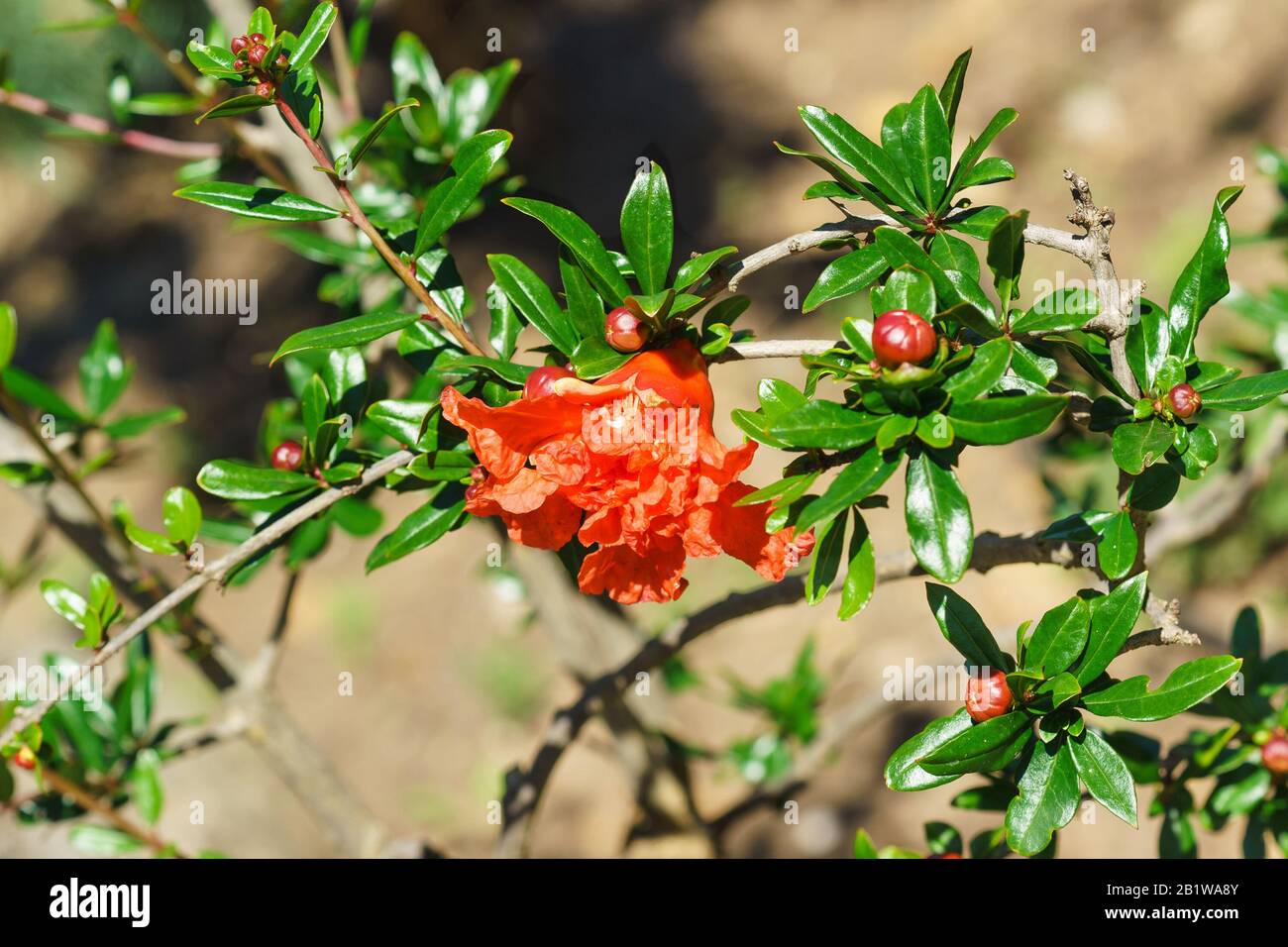 The flower grenade is ordinary (lat. Punica granatum). Summer day Stock ...
