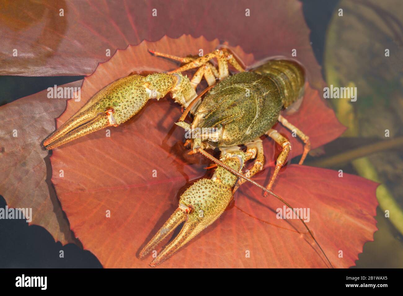 Shirokopalyj crayfish (lat. Astacus astacus) is a species of decapod ...