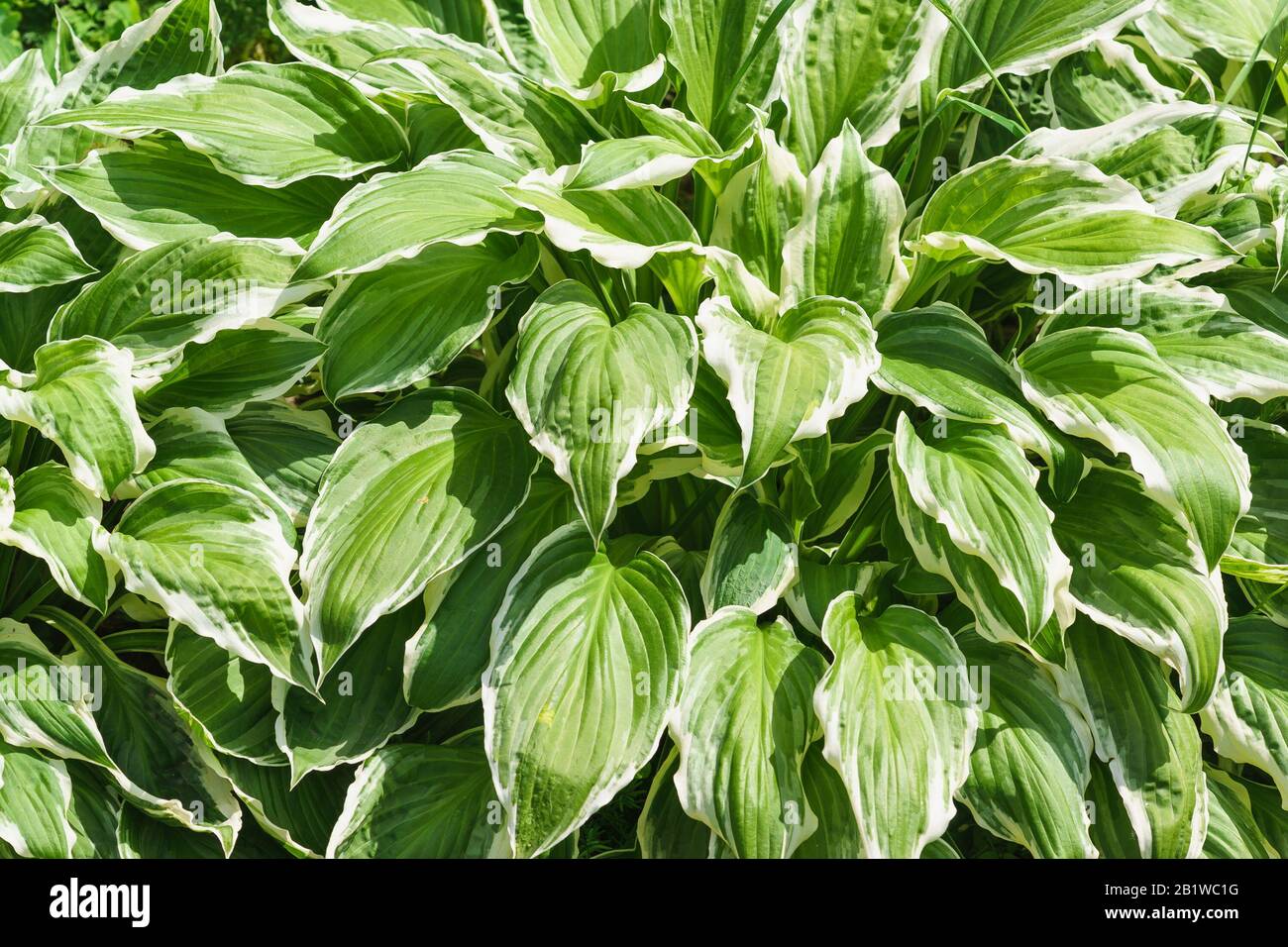 The Bush is lush green with a white margin Hosta wavy (lat. Hosta ...
