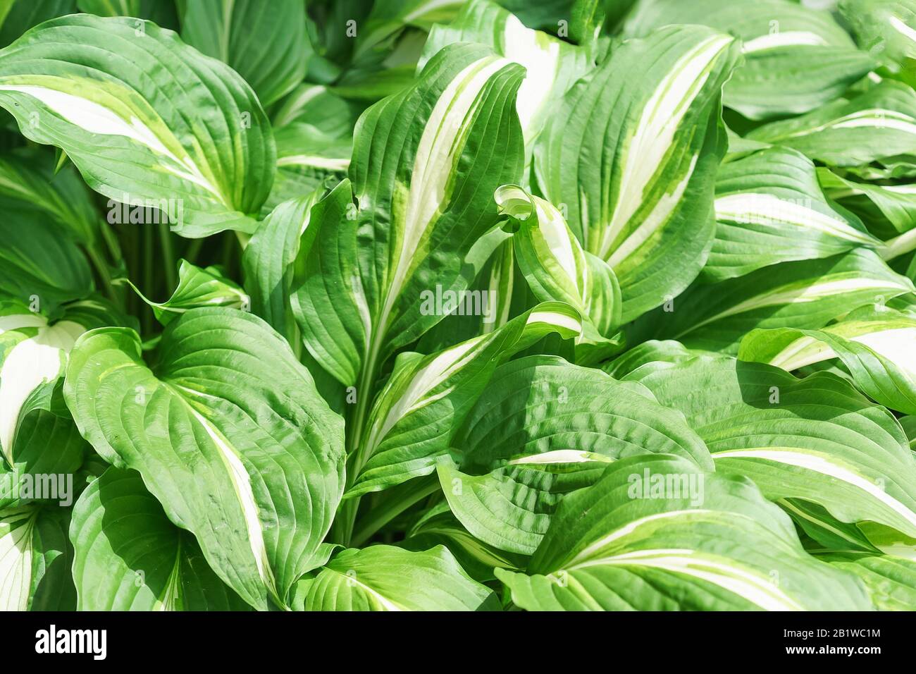 Host wavy Mediovariegata (lat. Hosta undulata Mediovariegata). Floral ...