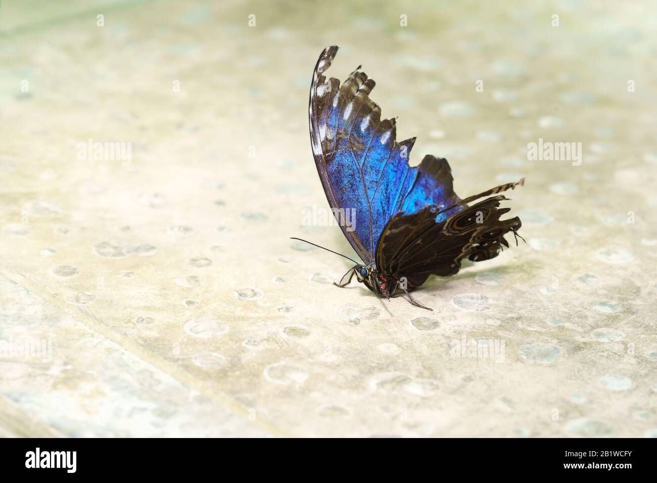 Tropical butterfly Morpho Peleid (lat. Morpho peleides) the family nymphalidae Stock Photo - Alamy
