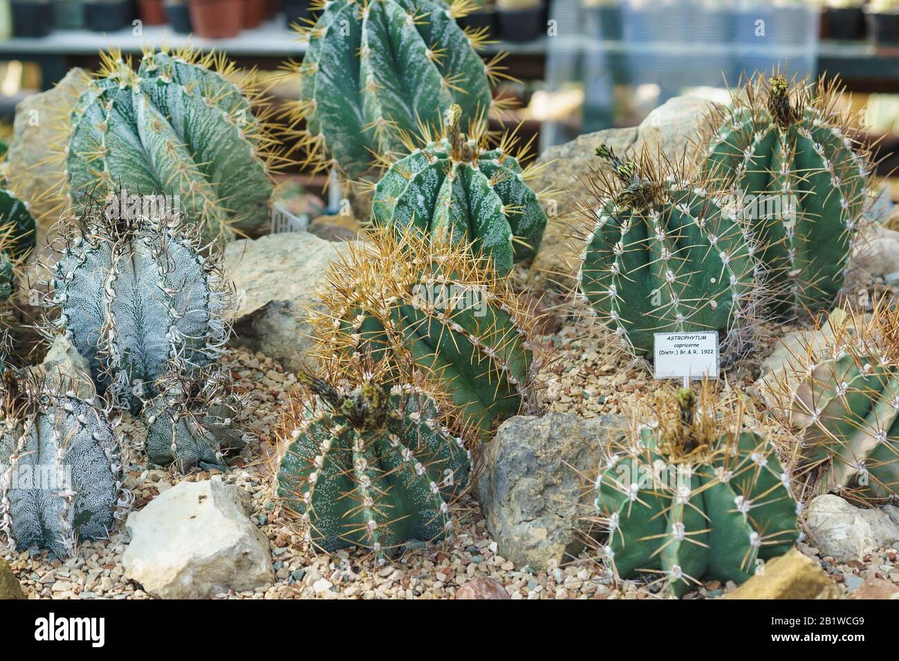 Star cactus hi-res stock photography and images - Alamy