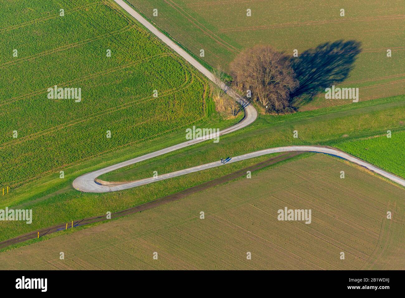 Feld tree hi-res stock photography and images - Alamy