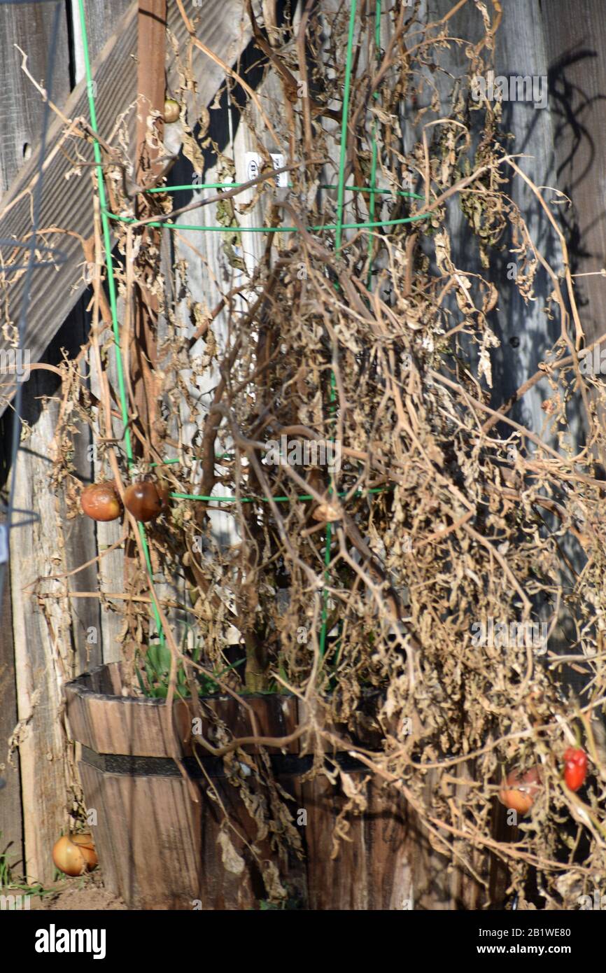 Dying Tomato Plant Stock Photo - Alamy