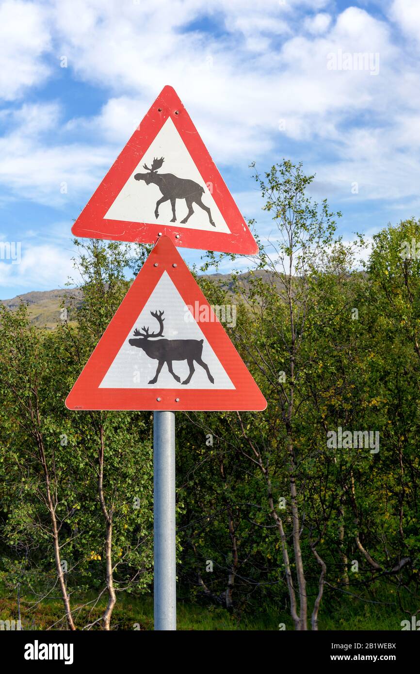 Elk crossing the highway hi-res stock photography and images - Alamy