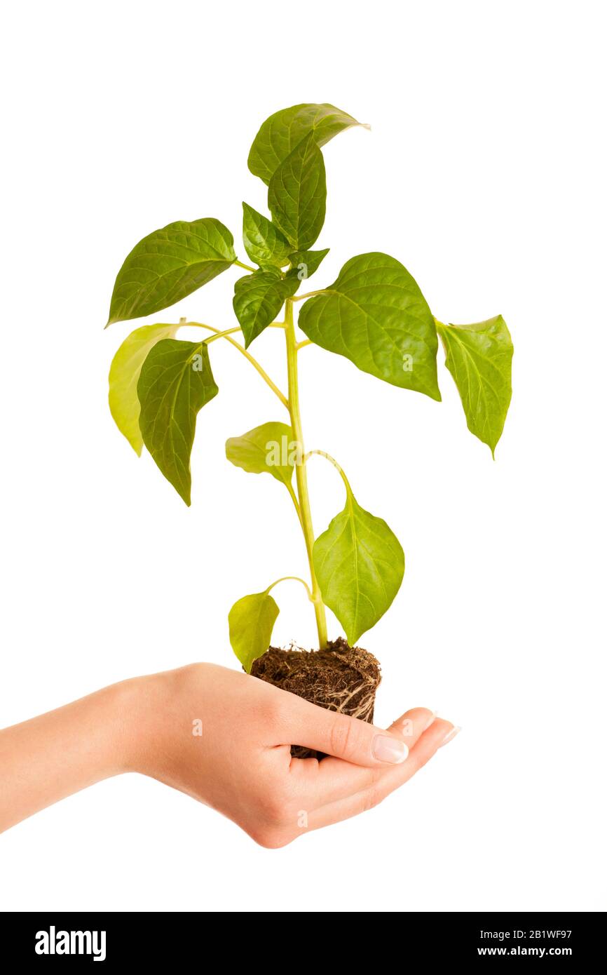 Hands holding seedling isolated over white background Stock Photo - Alamy