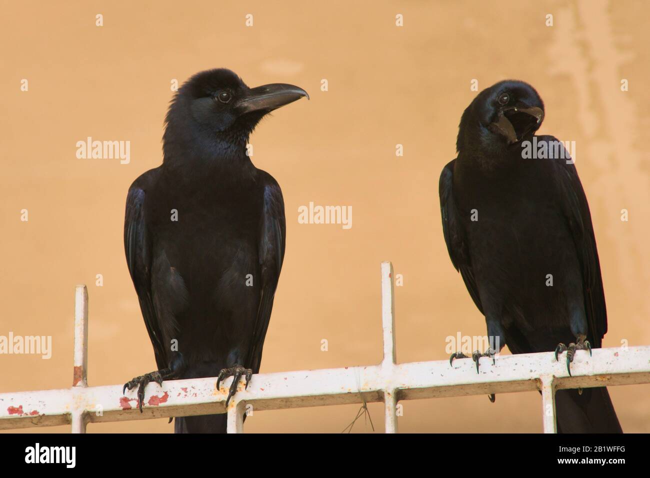 Two long-billed crows (Corvus Macrorhynchos) perched atop a fence in ...