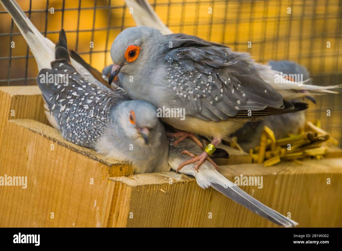Diamond doves pet hi-res stock photography and images - Alamy