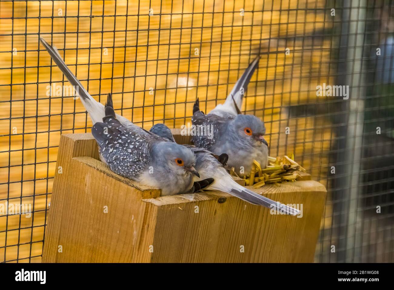 nest of diamond doves in the aviary in closeup, popular tropical bird ...