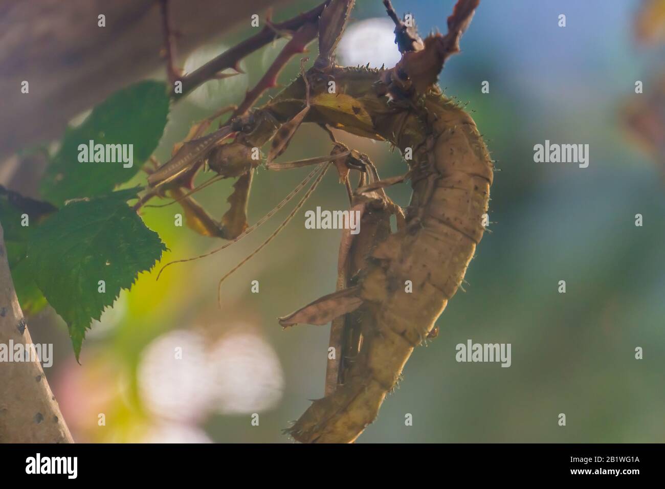 Walking stick phasmatidae hi-res stock photography and images - Alamy