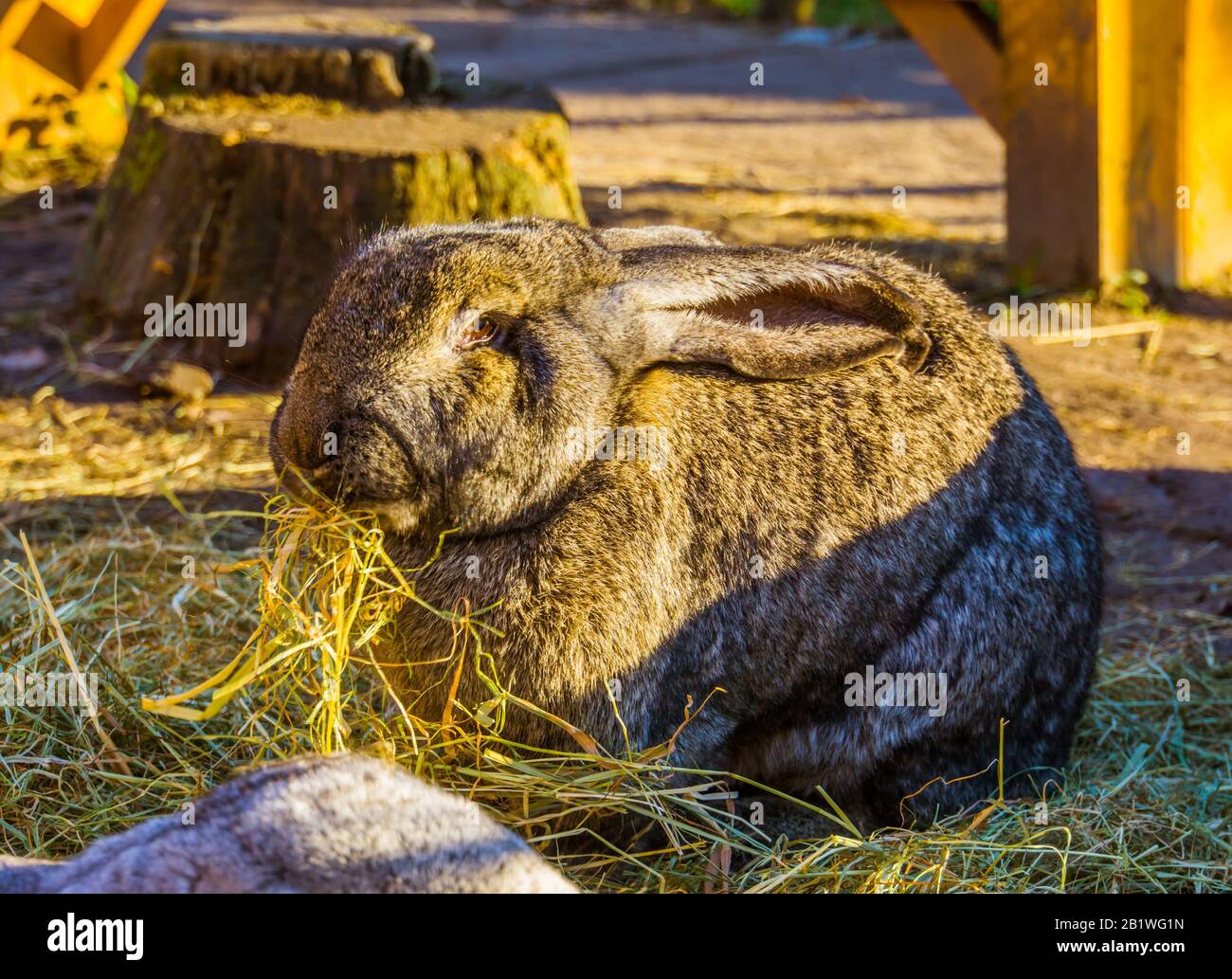 Flemish giant rabbits hi-res stock photography and images - Alamy