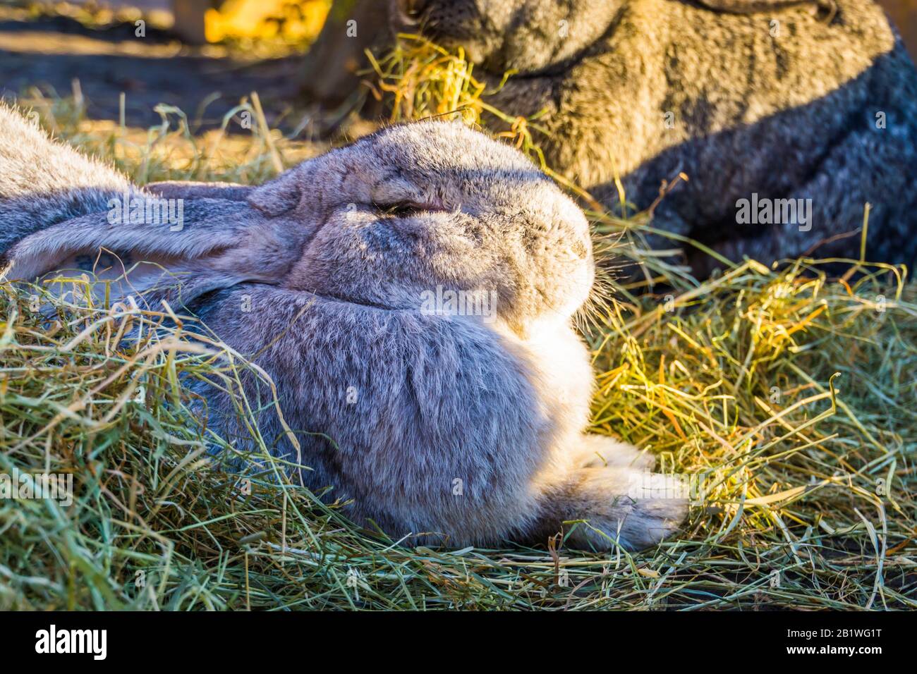 Flemish giant rabbits hi-res stock photography and images - Alamy