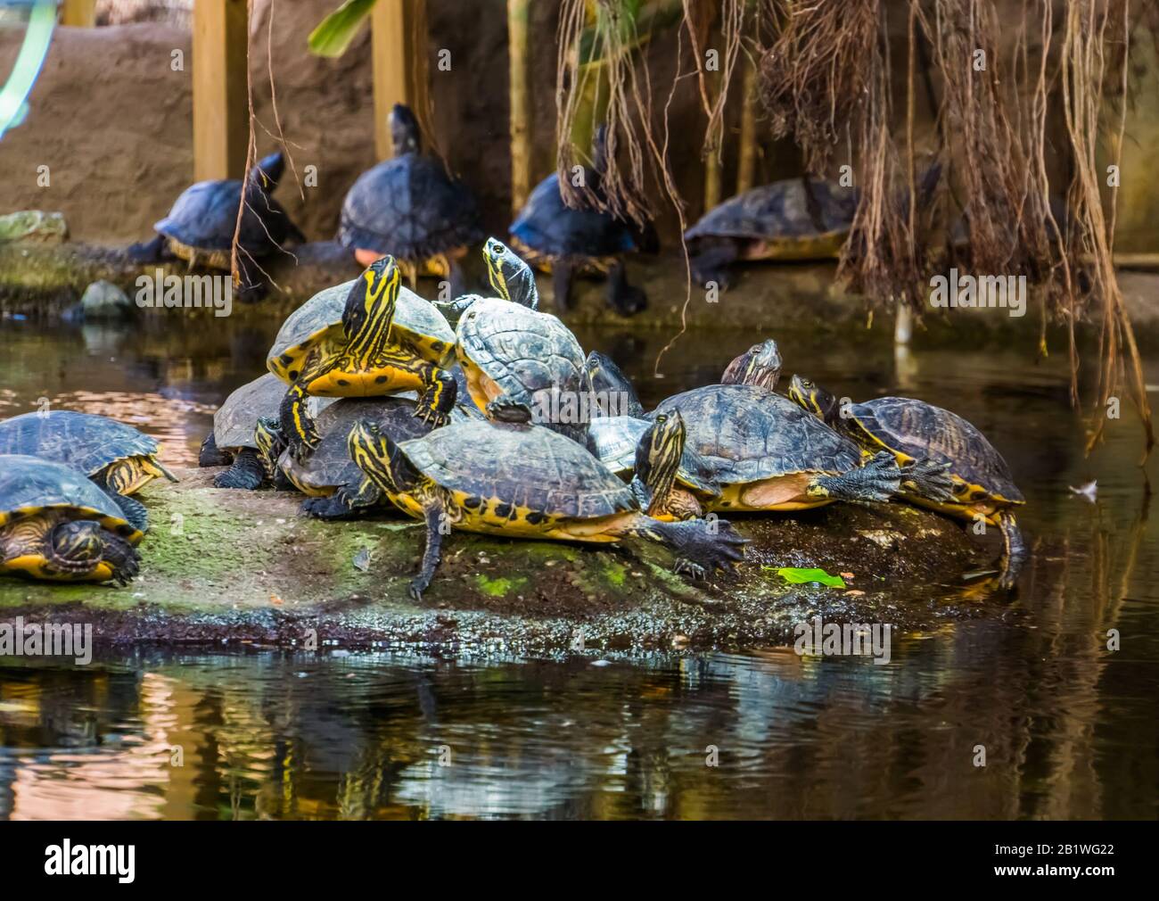 Cumberland slider turtle hi-res stock photography and images - Alamy