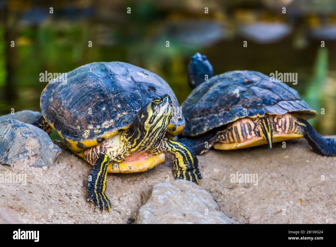 Cumberland slider trachemys scripta troostii hi-res stock photography ...